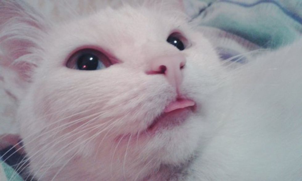 Little Mischievous One Turns Herself into a Rare Cat Wolf - Love Meow