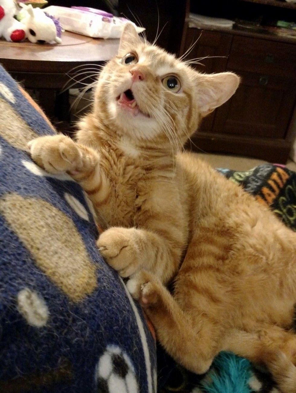 Rescue Ginger Turns His Disability into Happiness and Smiles - Love Meow