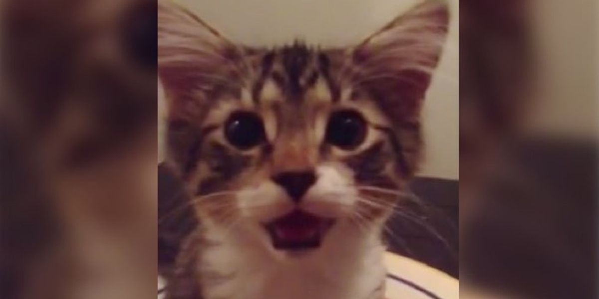 Kitty Has Conversation with Her Human, Telling Her How She Feels - Love ...