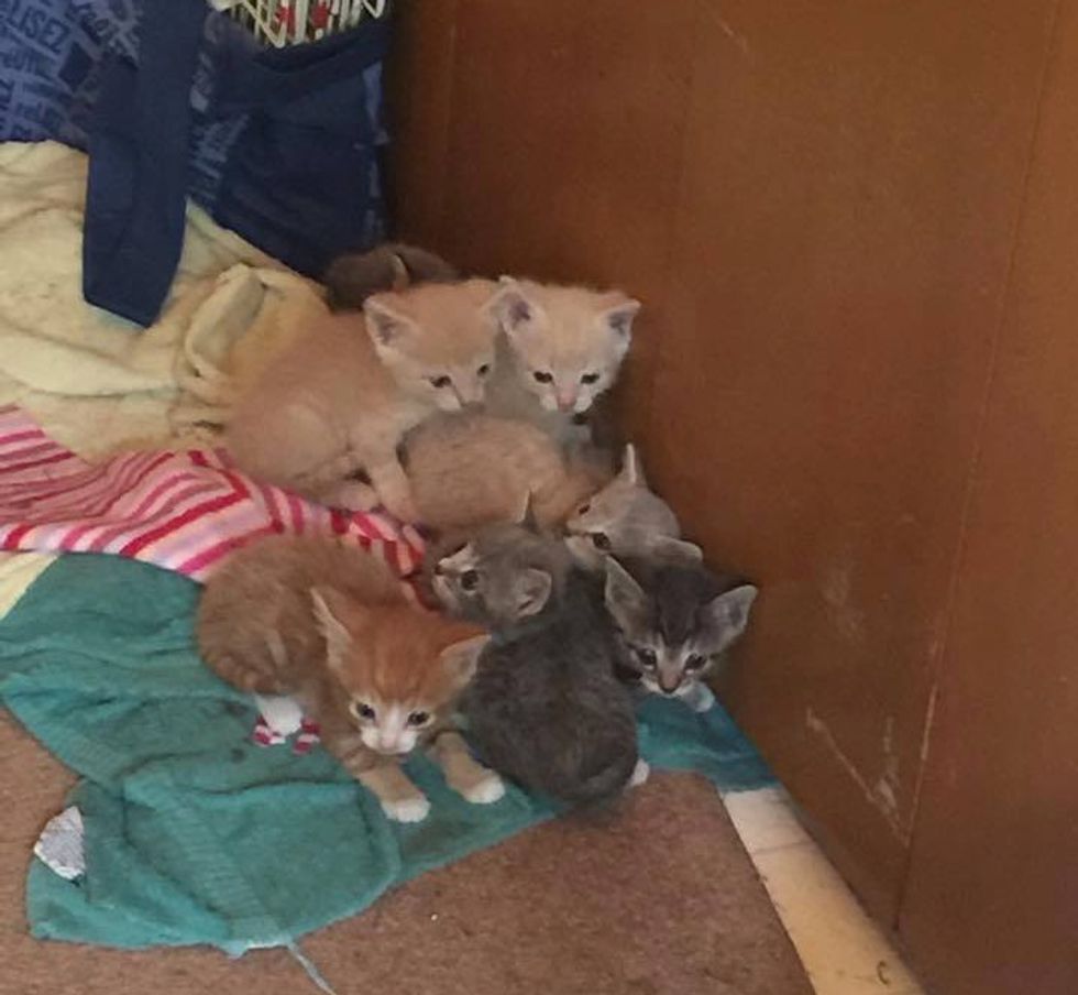 Cat Mama Begs to Be Let Back Out So She Can Lead Rescuer to Her Injured ...