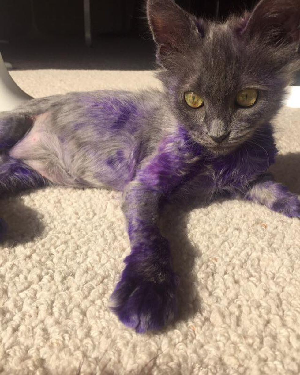 Cat Found Covered in Purple Has Grown Back His Glorious Gray Coat (with ...