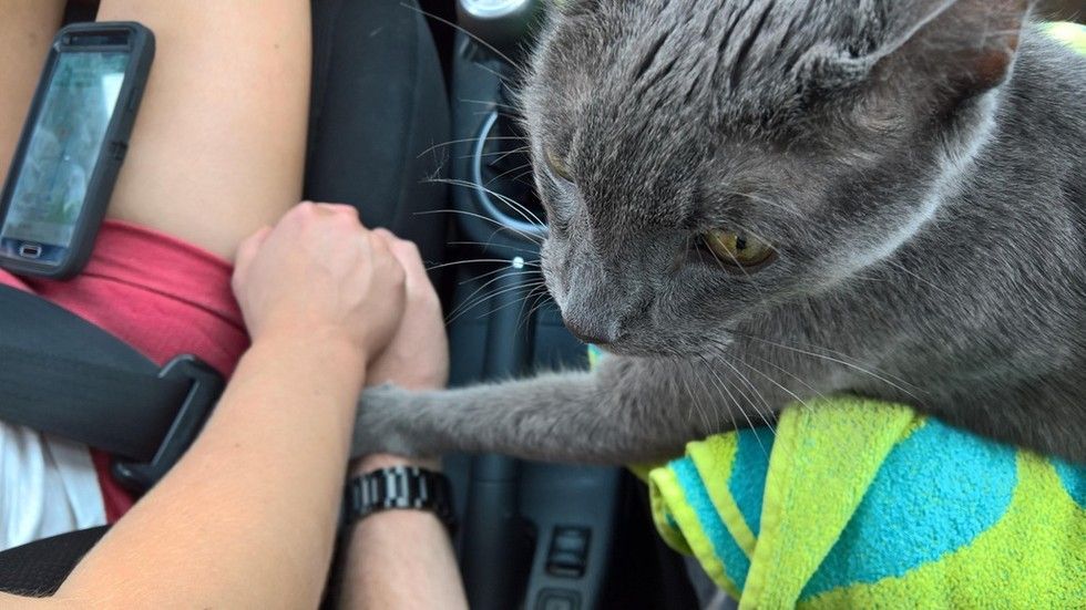 Cat Holds His Humans’ Hands On His Final Car Ride to Thank Them for the ...