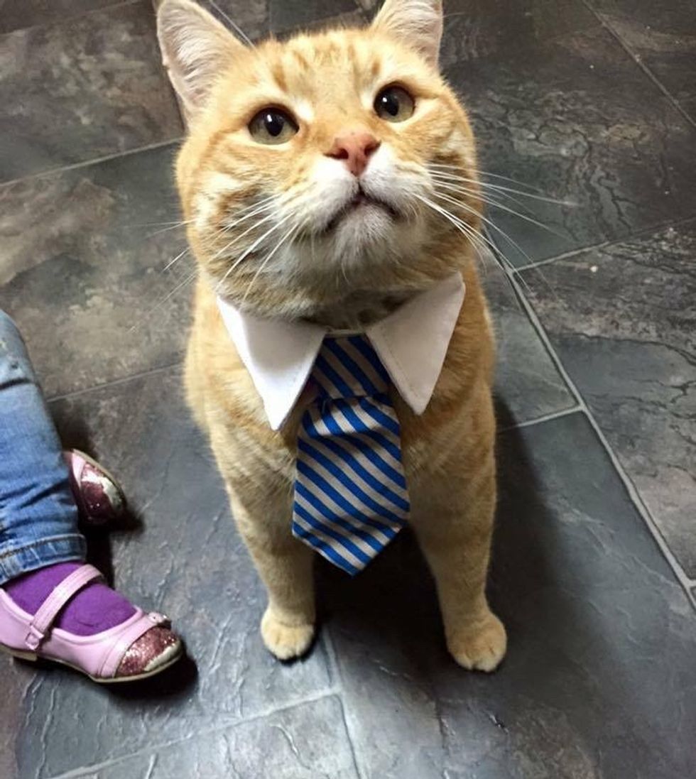 Boy Saves Abandoned Cat From Street, the Kitty Returns the Favor - Love ...