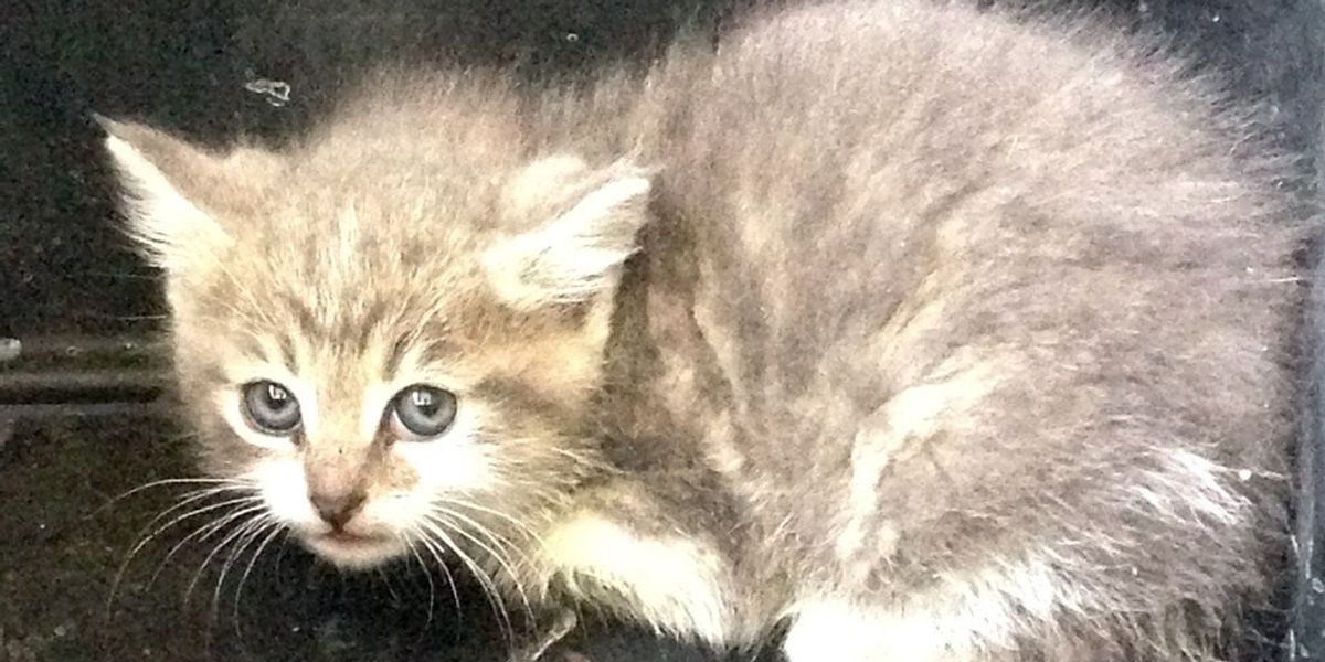 Kitten Found in Garage Fears for His Life Until They Show Him Love ...