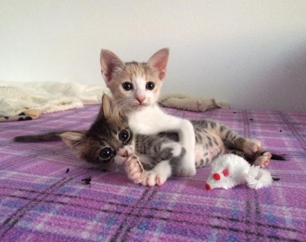 Tiniest Orphaned Kitten Found in Field Cries Out for Love, Then and Now ...