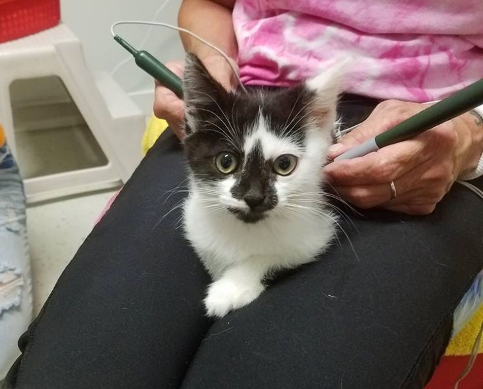 Cat Experiences Feeling in Paralyzed Legs and Can't Believe it - Love Meow
