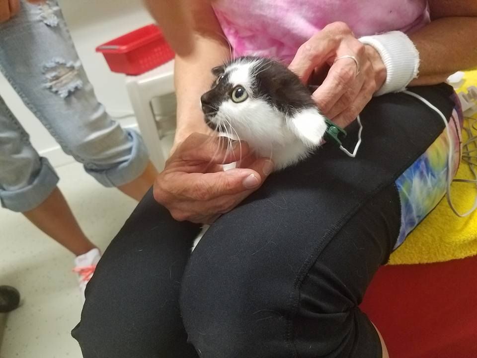 Cat Experiences Feeling in Paralyzed Legs and Can't Believe it - Love Meow