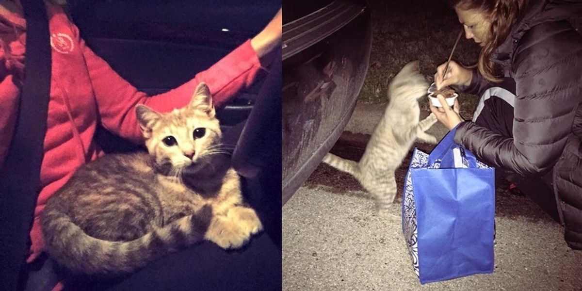 Stray Cat Runs Up to Young Woman Meowing for Love - Love Meow