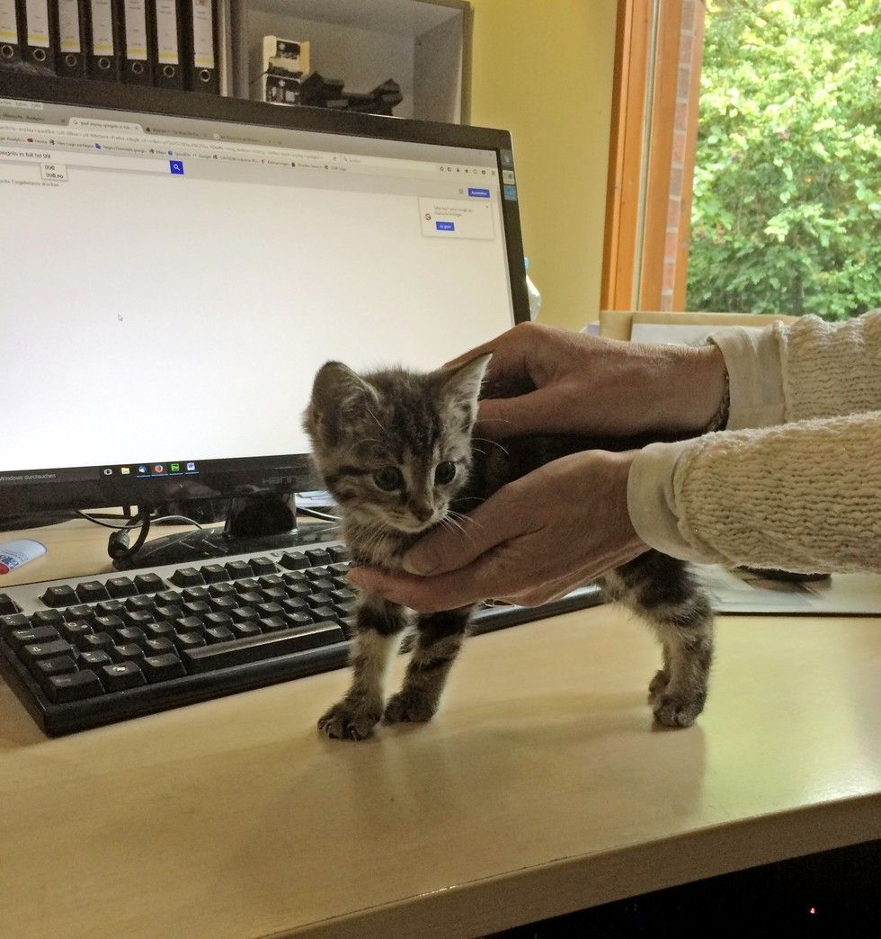 Stray Kitten Strolls Into Office to Offer Employees Some ‘Help’ - Love Meow