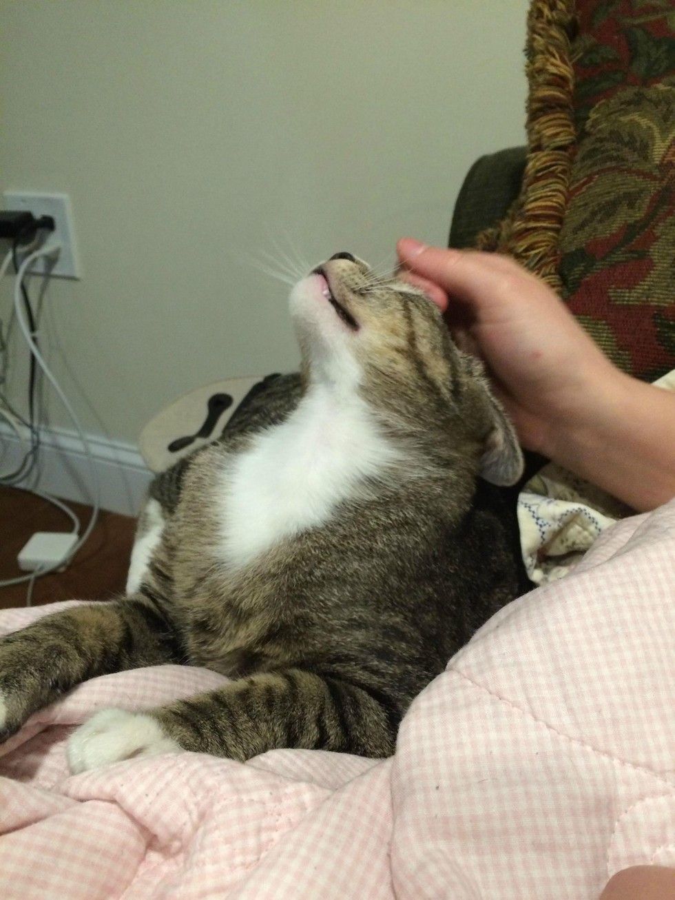 Woman Takes a Chance on Petrified Homeless Kitty, It Changes Everything ...