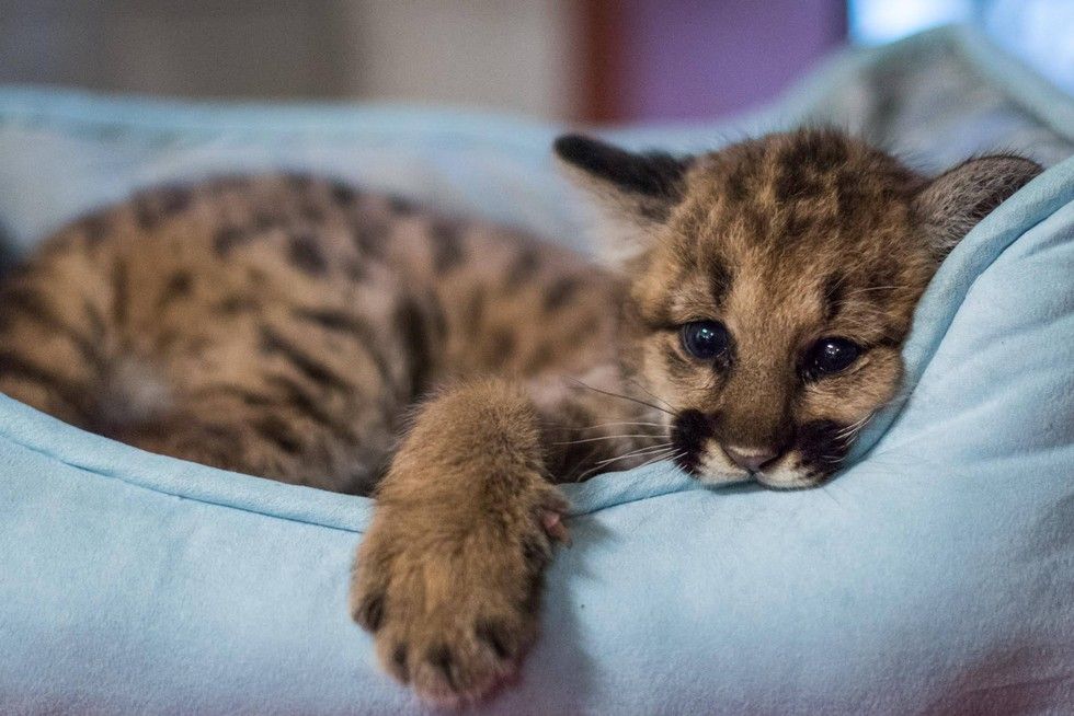 Rescue Wildcat Cub Bonds with Three Other Orphaned Cubs Like Family ...