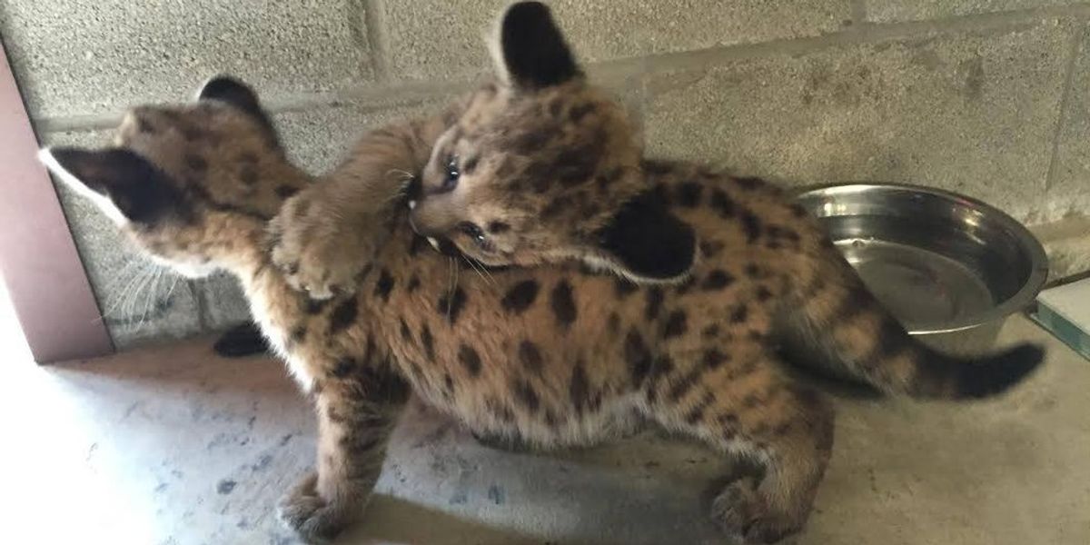 Rescue Wildcat Cub Bonds with Three Other Orphaned Cubs Like Family ...
