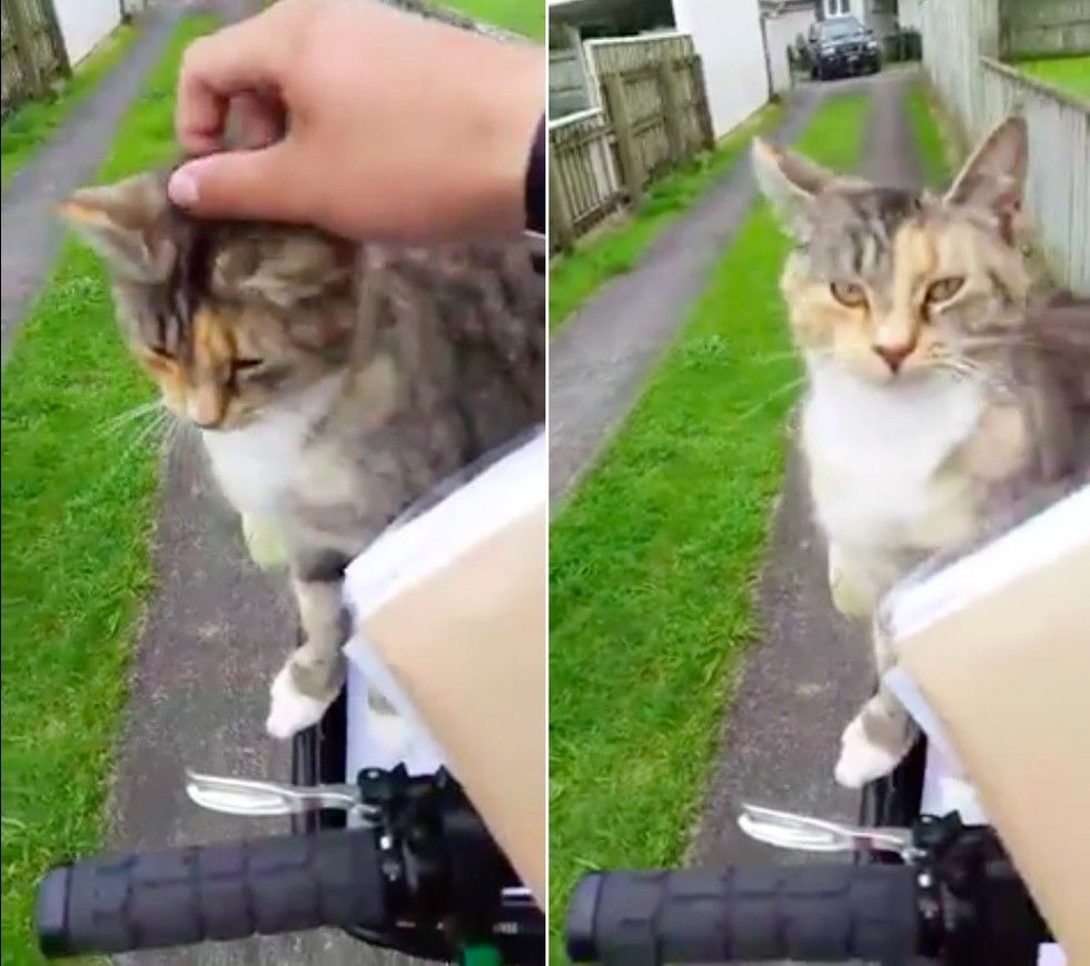 Cat Chases Down Mailman Every Day Demanding to Be Loved - Love Meow