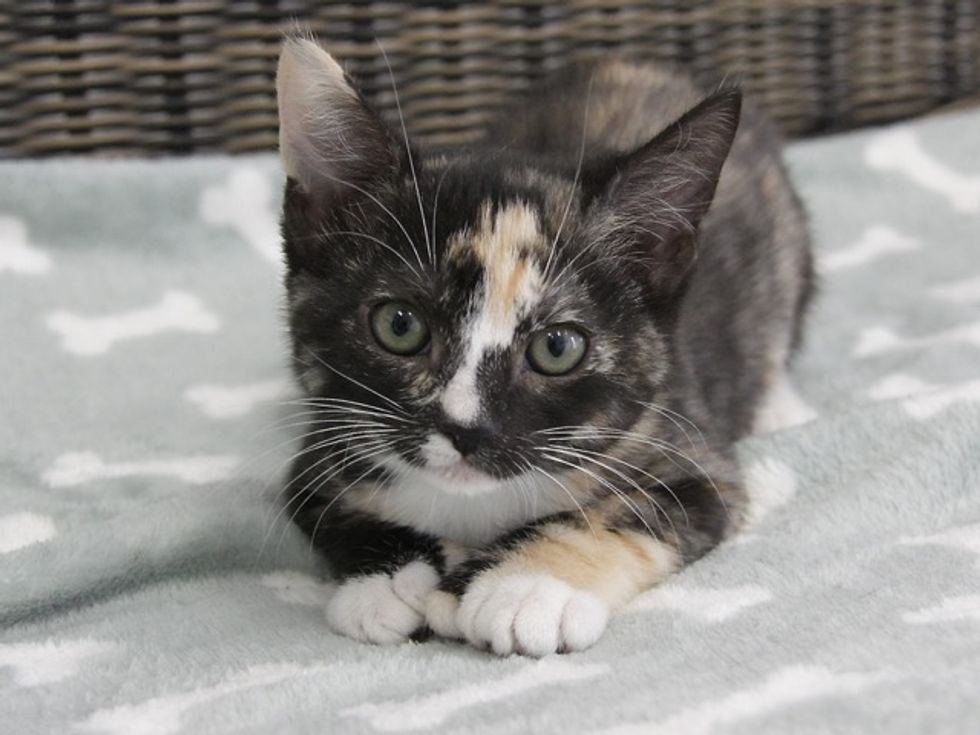 Stray Cat Mama Surprises Shelter with Her Unusual Looking 'Hemingway ...