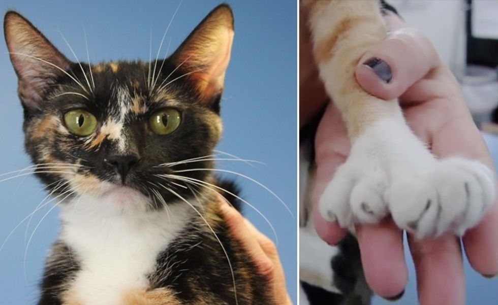 Stray Cat Mama Surprises Shelter with Her Unusual Looking 'Hemingway ...