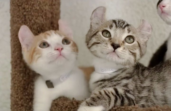 Stray Cat Mama Surprises Shelter with Her Unusual Looking 'Hemingway ...