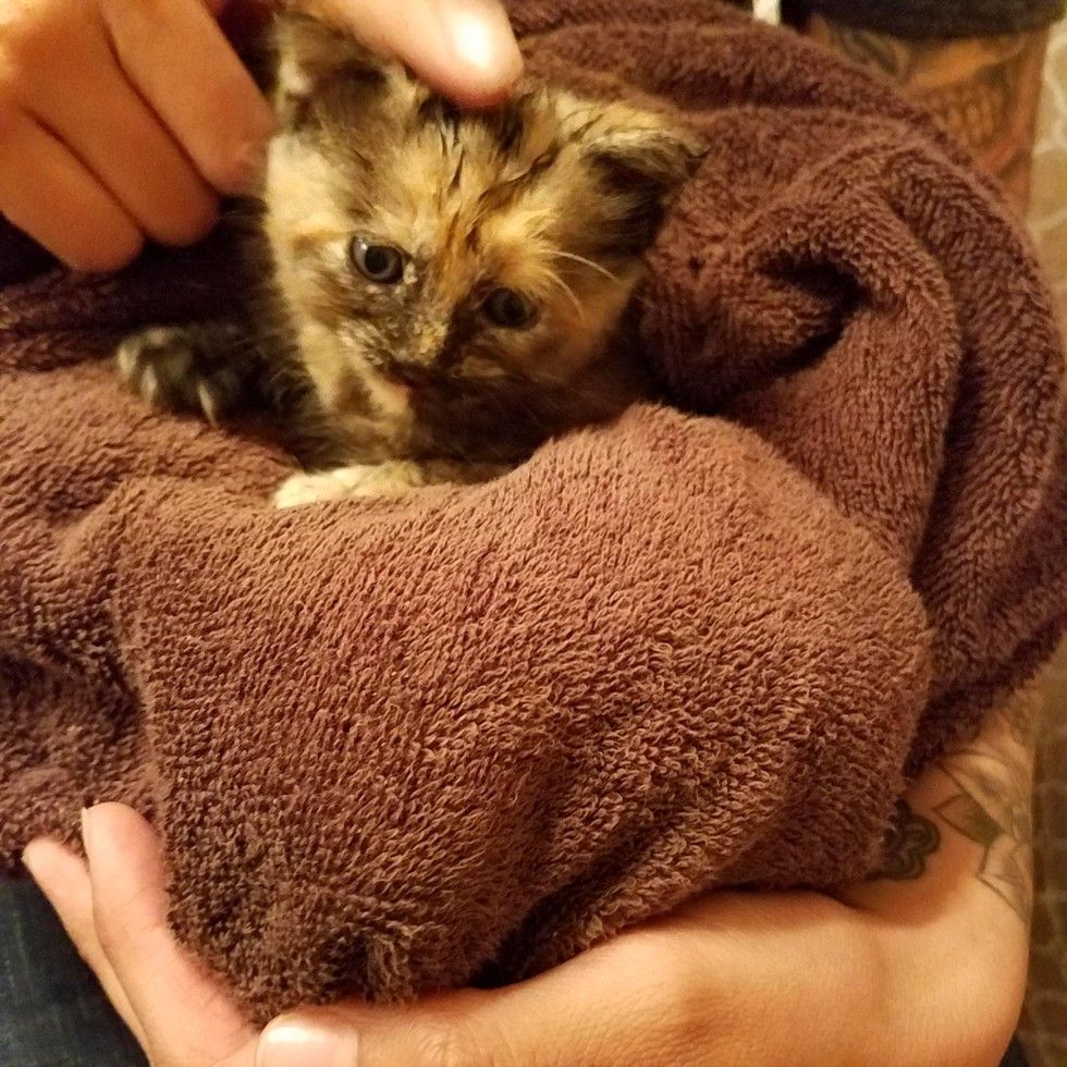 Woman Runs into Storm to Save Soaked Kitten Crawling in the Middle of ...