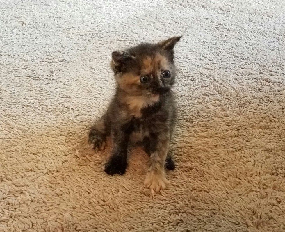 Woman Runs into Storm to Save Soaked Kitten Crawling in the Middle of ...