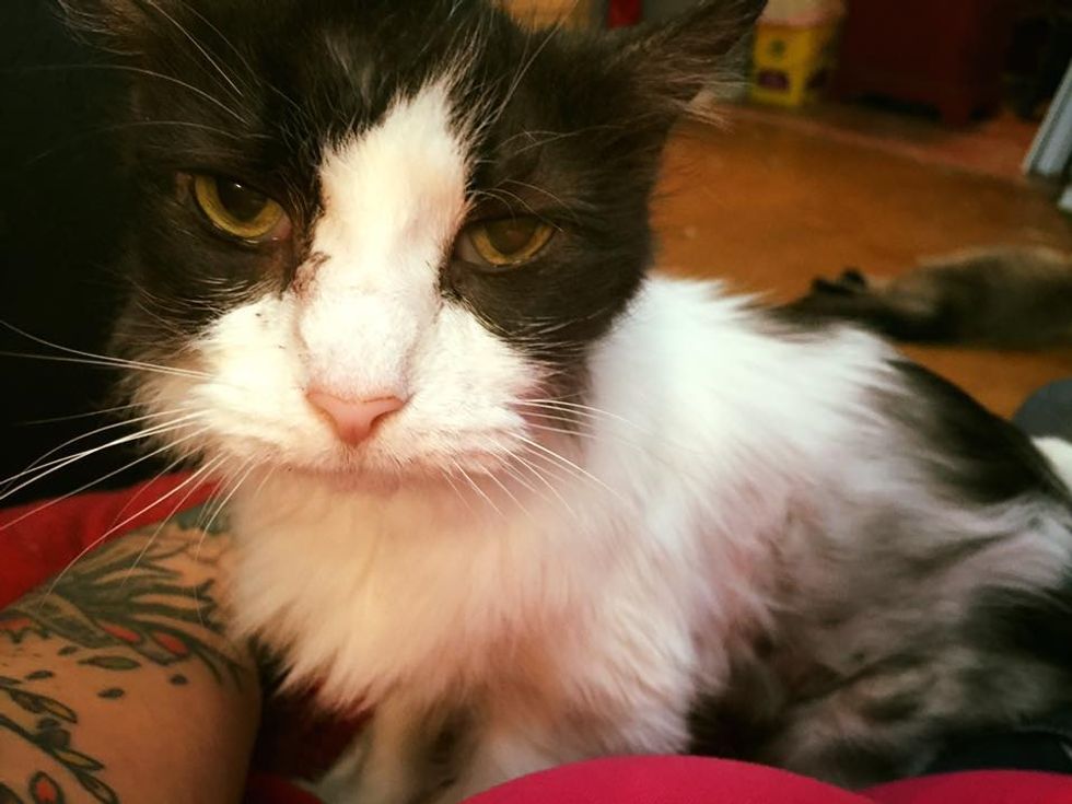 15 Year Old Rescue Cat is So Happy to Have New Home He Thanks in ...