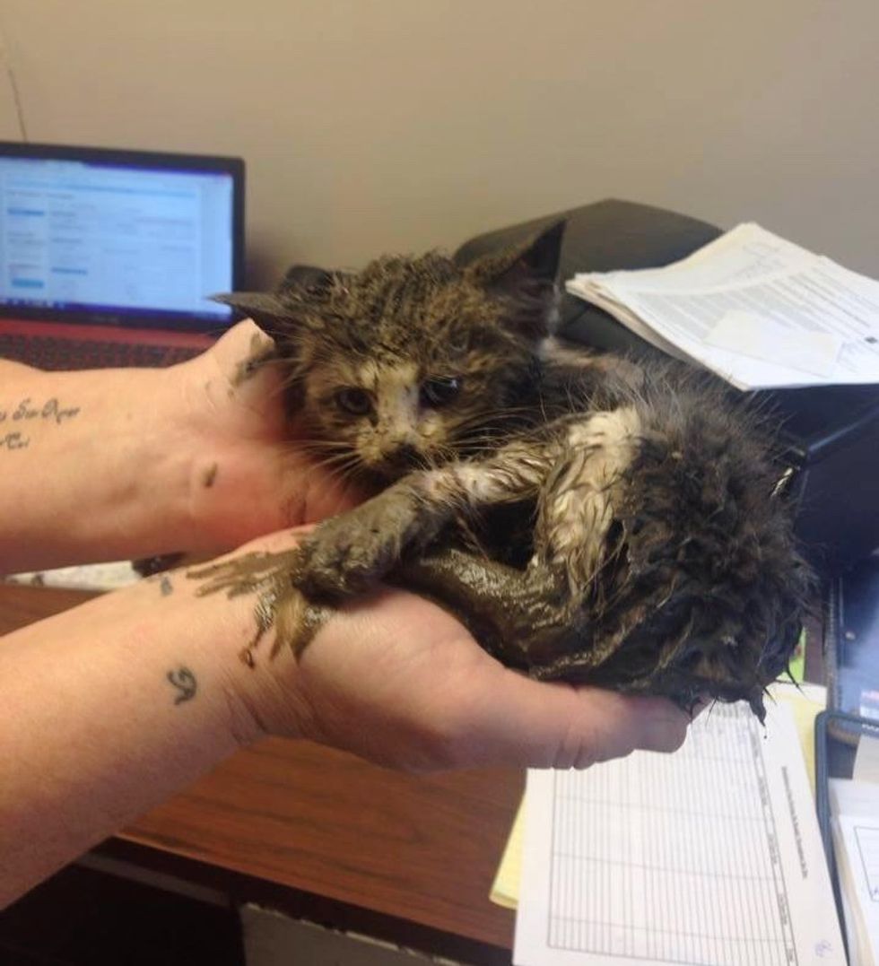 Kitten Found Stuck in Mud Under Steel is Saved by Teamwork, What a ...