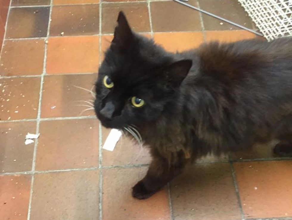 Super Senior Cat Found Abandoned at Age That Surprises Everyone at ...