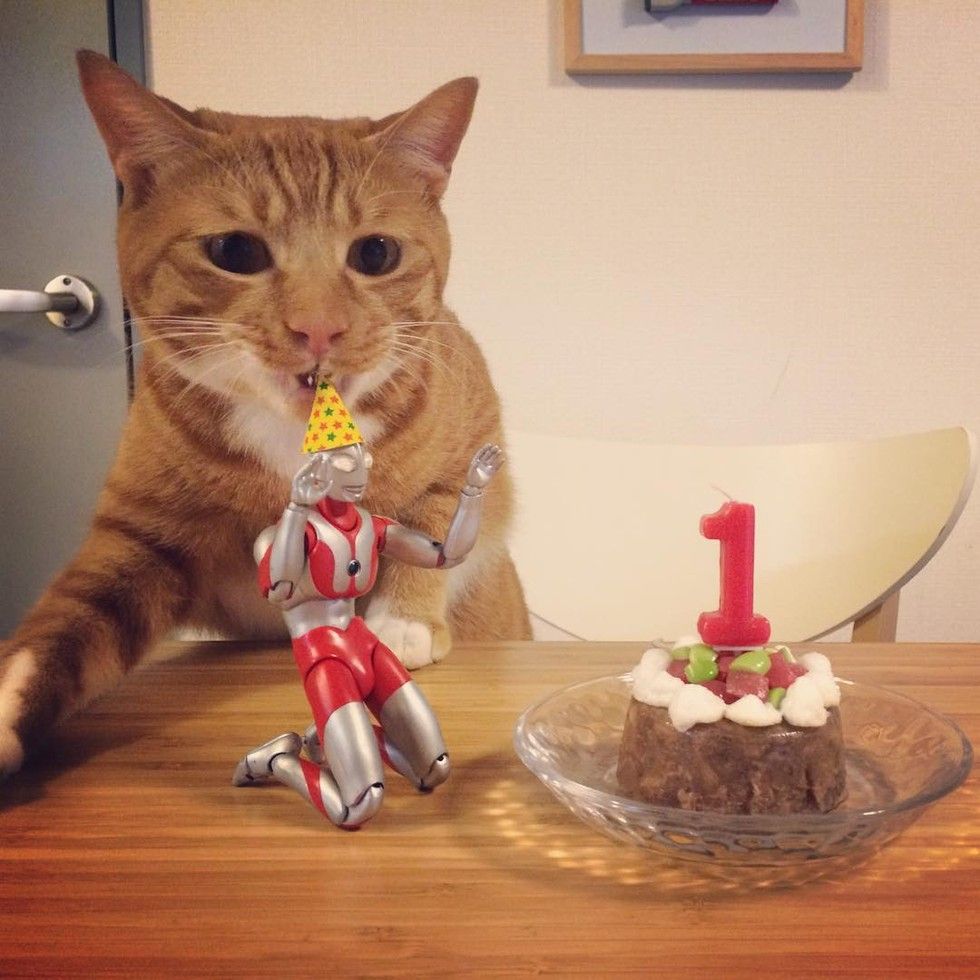 Family Saves 3-day-old Kitten and Gives Him an Unusual Friend to Grow ...