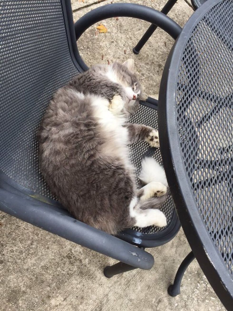 Students Fight to Keep Their Beloved Campus Cat Where He Belongs - Love ...