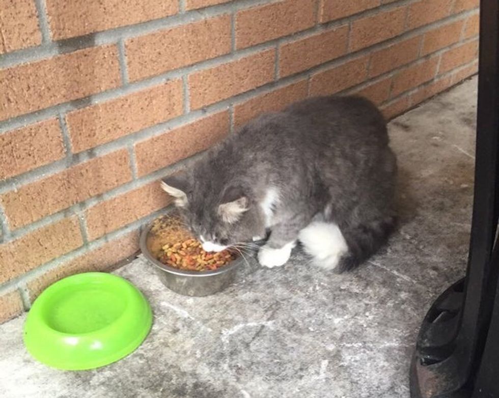 Students Fight to Keep Their Beloved Campus Cat Where He Belongs - Love ...