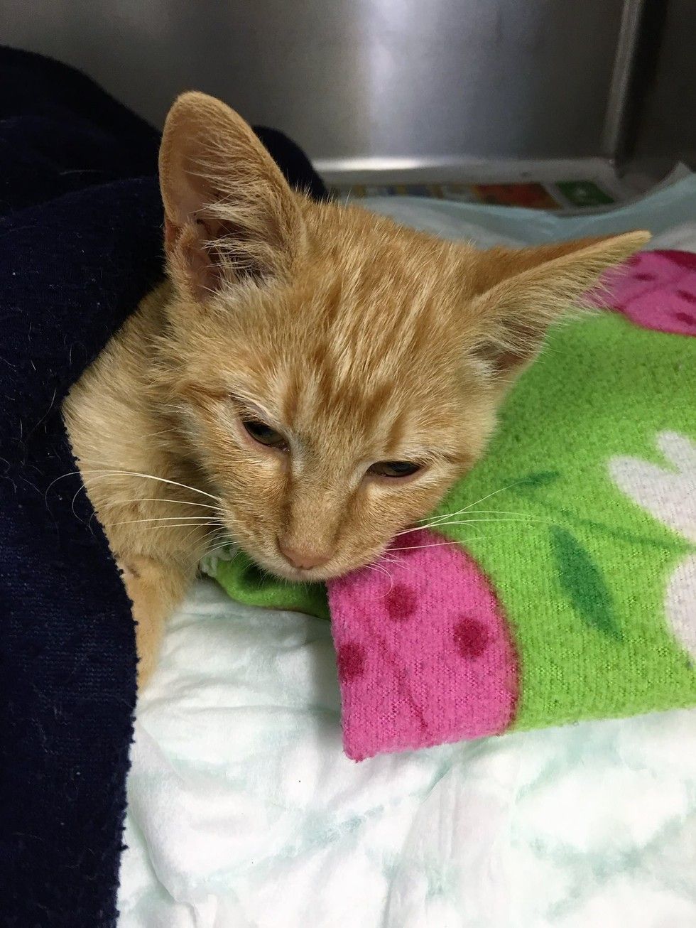 They Save Cat with Broken Legs and Help Him Walk Again, What a ...