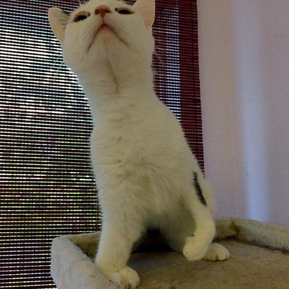Special Needs Kitty with Sad Face Purrs Like Diesel Truck When Taken ...