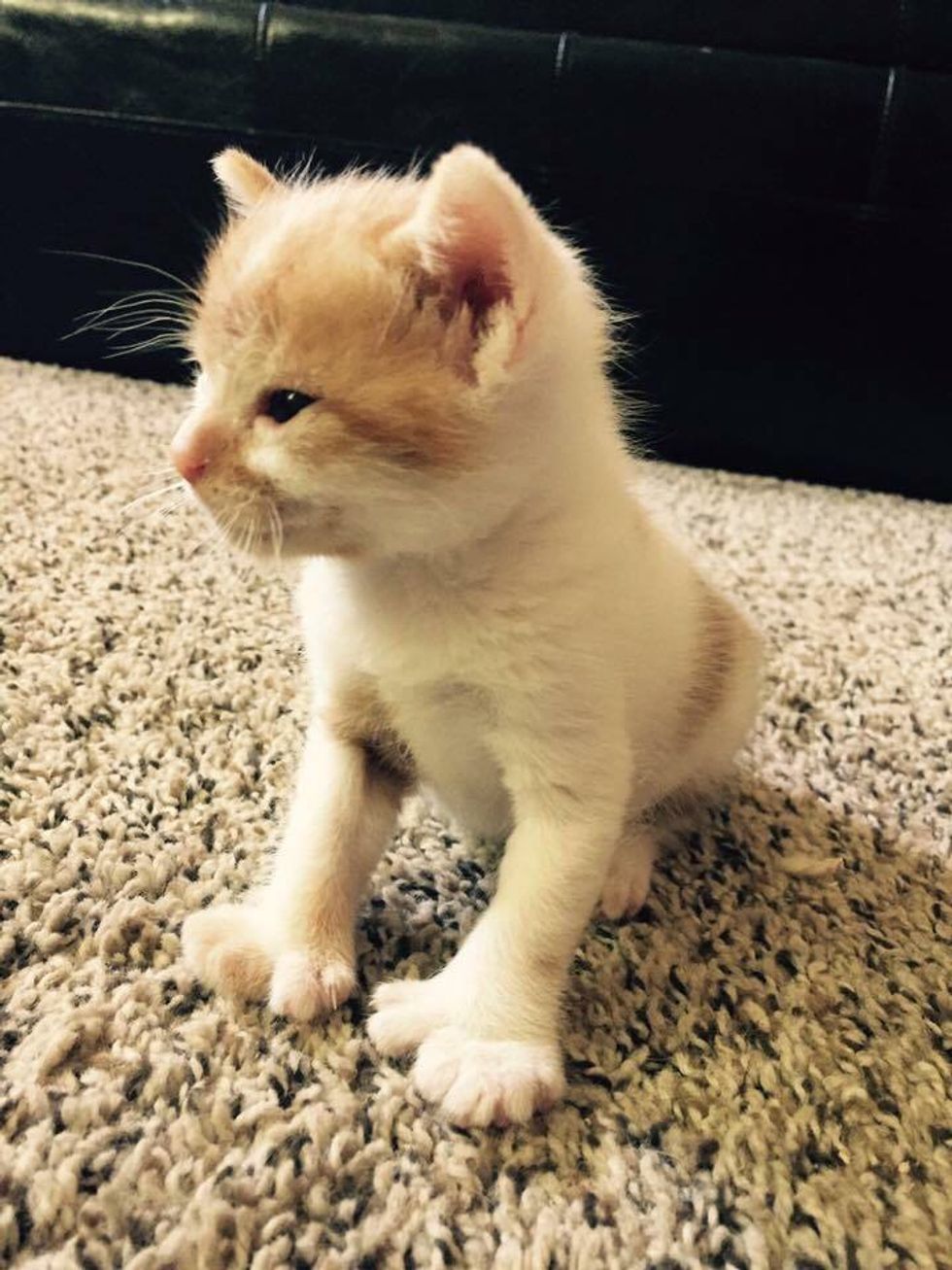 Woman Saves Kitten Trapped in Wall, Finds Four More and Mom Later, All ...