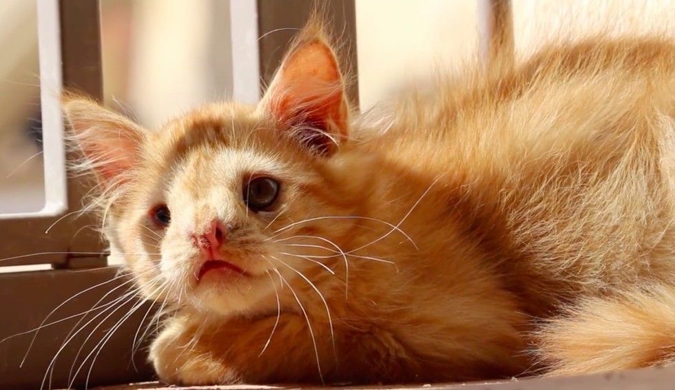 Kitten Was Rejected by the World for Being "Too Ugly" Until Someone Saw ...