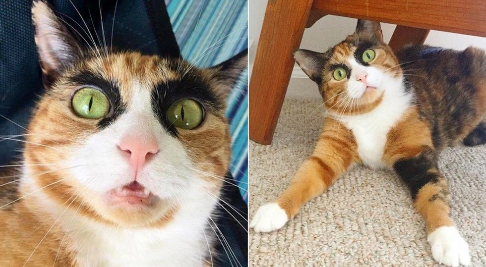 Calico Cat Judges Her Human Everyday with Those Crazy Eyebrows.. (10 ...