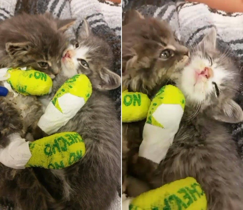 Photographer Risks Injury to Save Two Kittens From Brush Fire - Love Meow