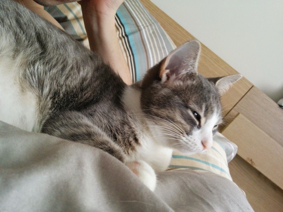 Cat Nuzzles into Arms of Young Man and Demands to Be Adopted - Love Meow