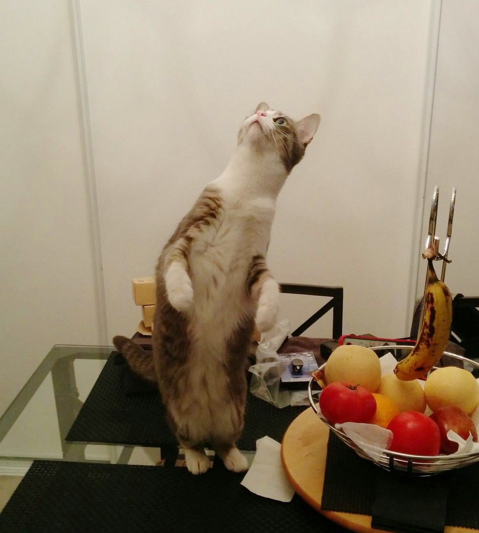 Cat Nuzzles into Arms of Young Man and Demands to Be Adopted - Love Meow