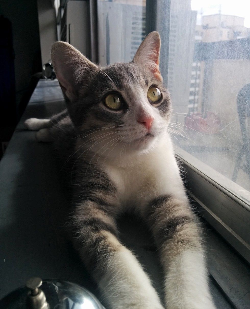 Cat Nuzzles into Arms of Young Man and Demands to Be Adopted - Love Meow