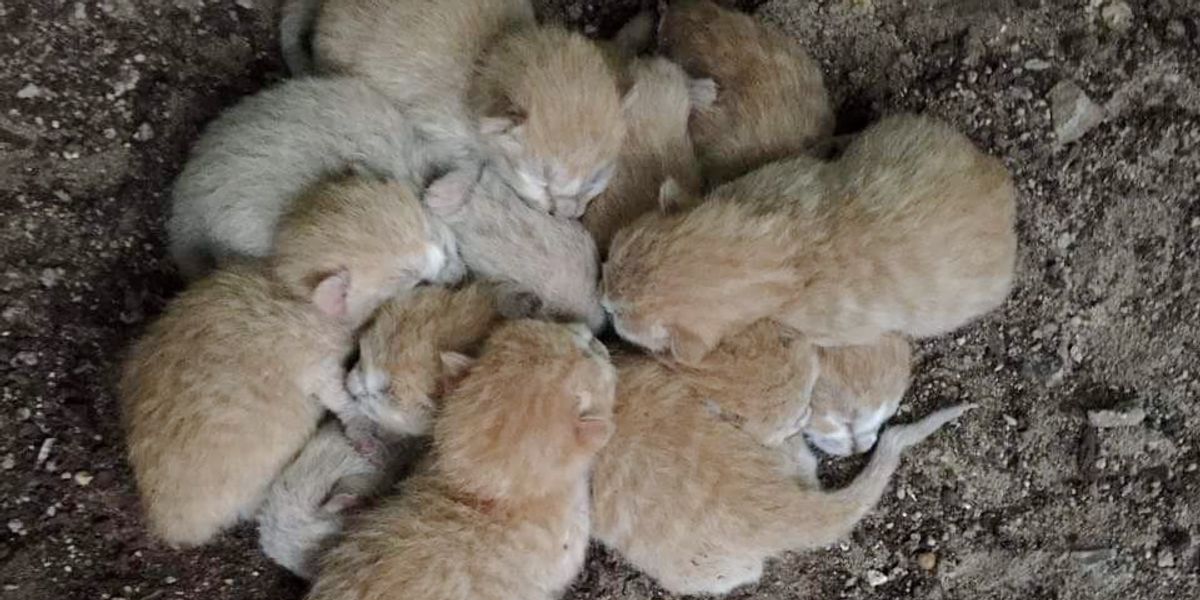 8 Orphaned Kittens Found Huddled Up for Warmth Are Turned Around by ...