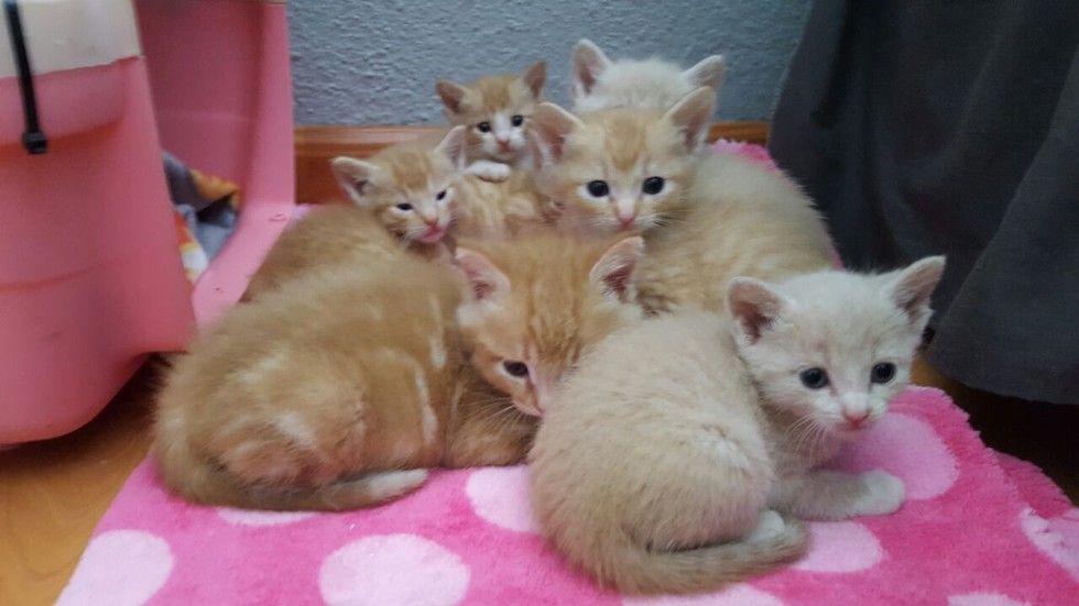8 Orphaned Kittens Found Huddled Up for Warmth Are Turned Around by ...