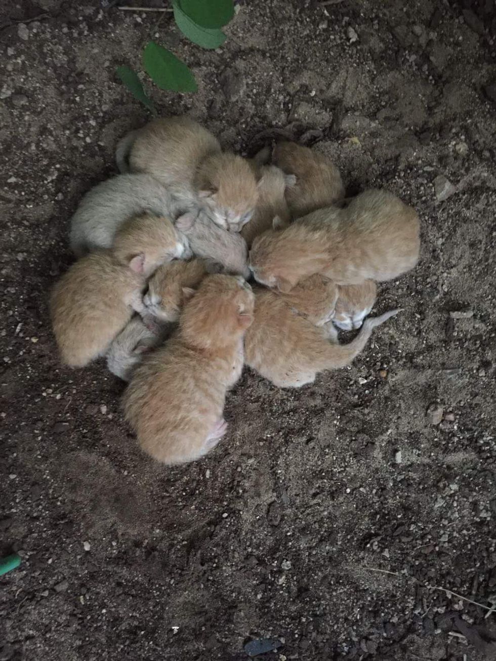 8 Orphaned Kittens Found Huddled Up for Warmth Are Turned Around by ...