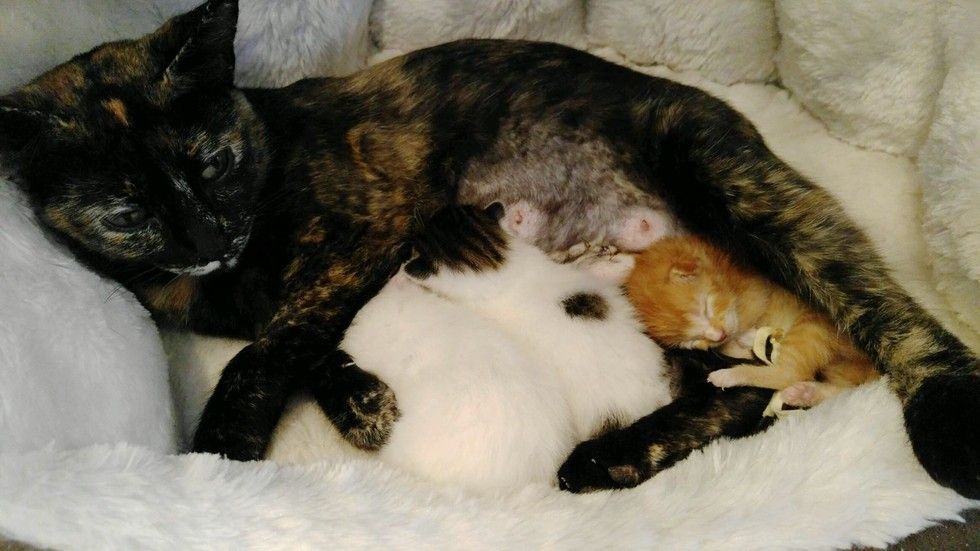 They Help Stray Cat Fix Her Broken Leg, The Kitty Gives Them a Tiny ...
