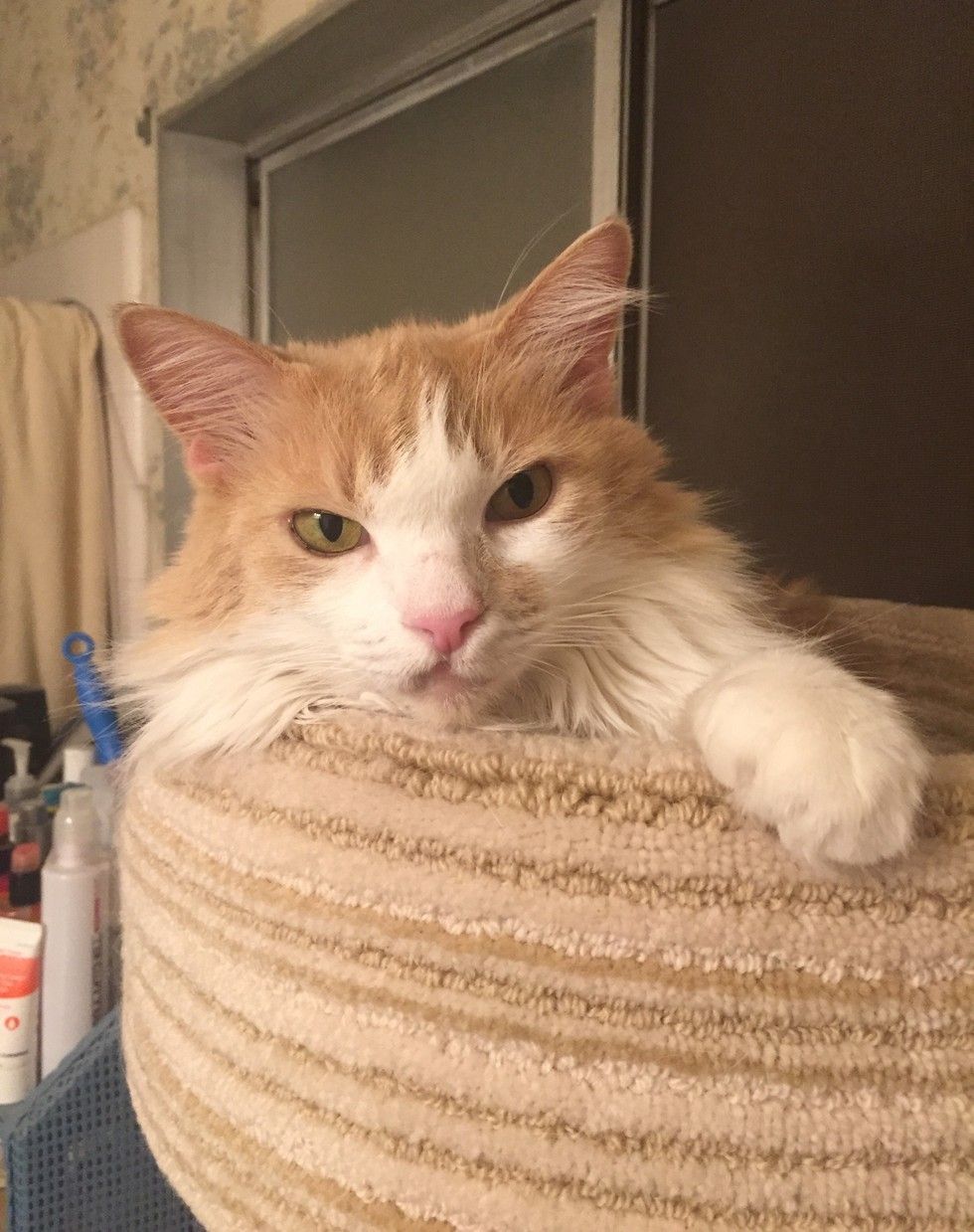 Stray Cat with Crooked Mouth Begs Woman for Love, Four Months Later ...