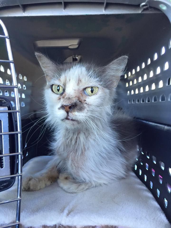 Scraggly Senior Cat from Wandering the Streets to Living Like a Fluffy ...