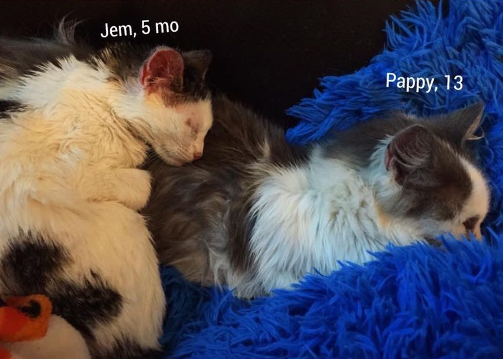 Scraggly Senior Cat from Wandering the Streets to Living Like a Fluffy ...