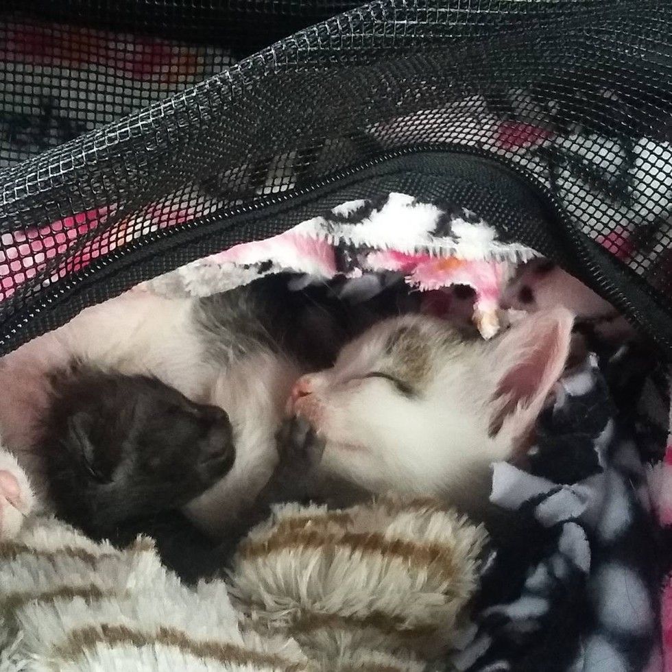 Kitten Rejected by Her Mom Due to Her Tiny Size, Finds Love from a Cat ...