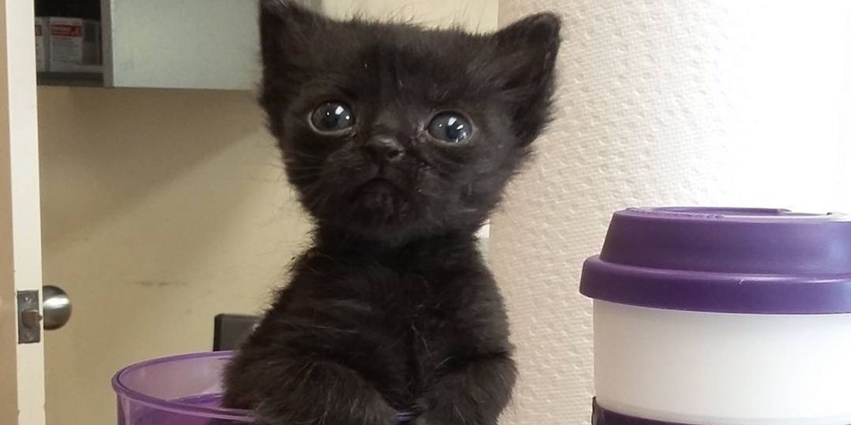 Kitten Rejected by Her Mom Due to Her Tiny Size, Finds Love from a Cat ...