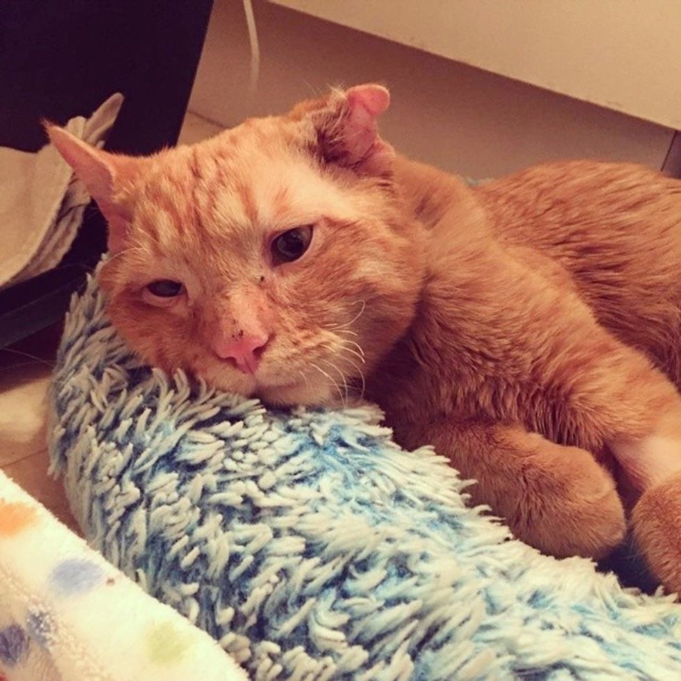 Couple Takes a Chance on Sad Shelter Cat Who Couldn't Find Home, an ...