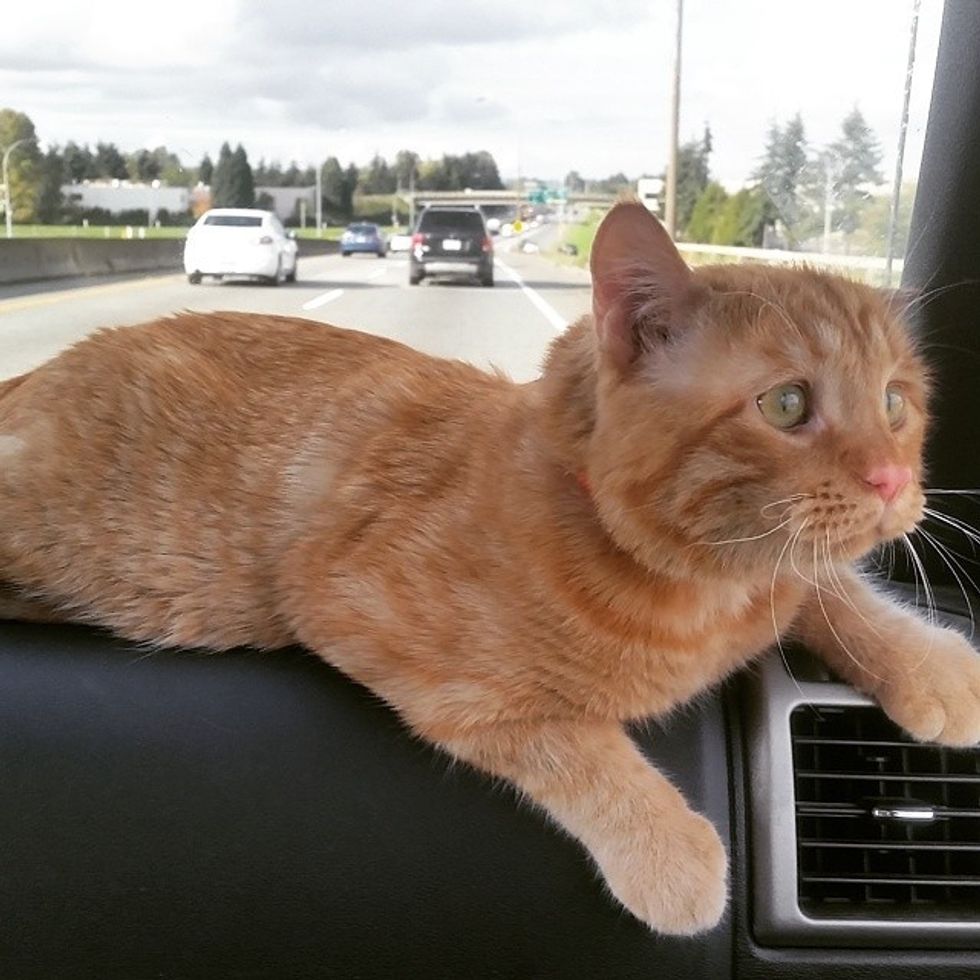 Couple Takes a Chance on Sad Shelter Cat Who Couldn't Find Home, an ...