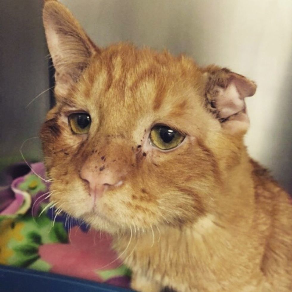 Couple Takes a Chance on Sad Shelter Cat Who Couldn't Find Home, an ...