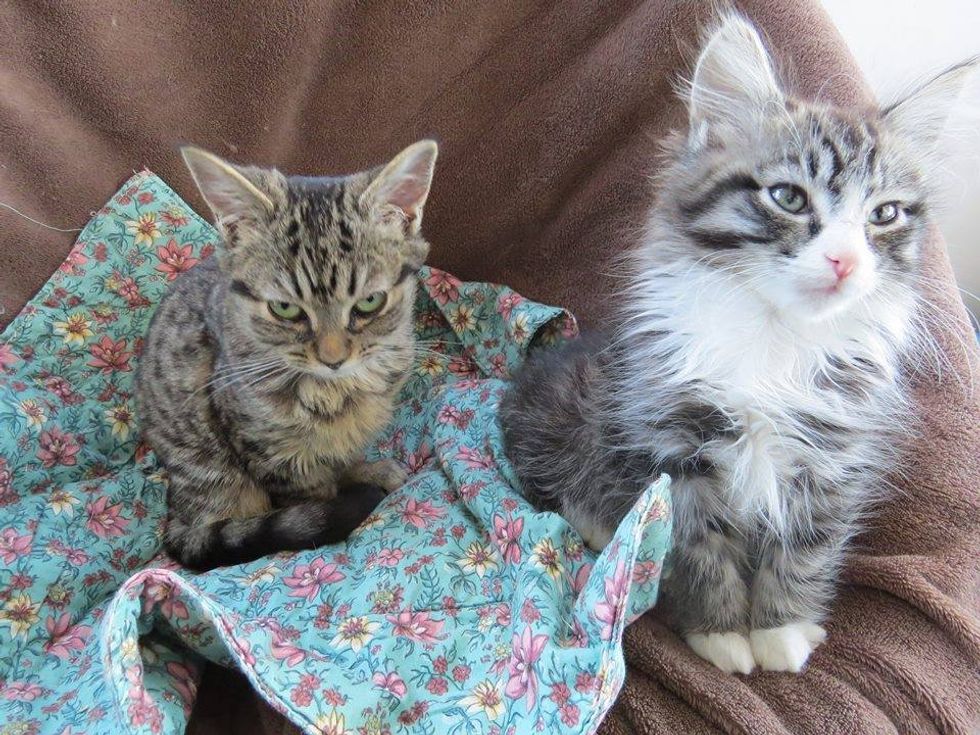 Tiniest Kitten Rescued by Big Guy They Never Expected, Now 2 Years ...